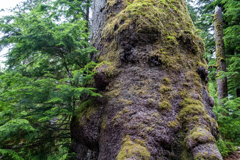 Carbon sequestration and storage - Old Growth Forest Ecology