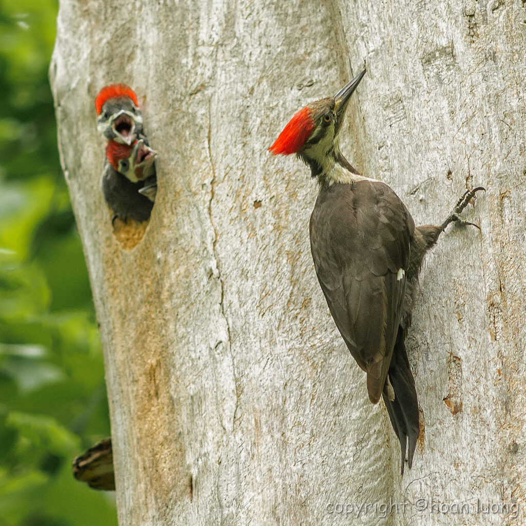 Provision of Habitat - Old Growth Forest Ecology