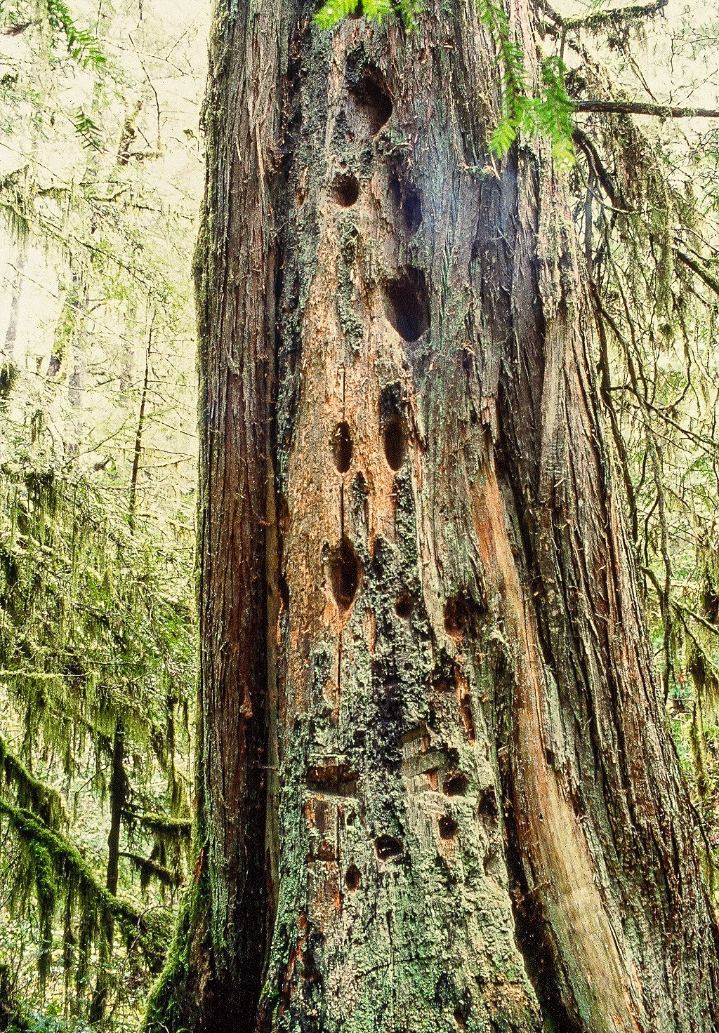 Provision of Habitat - Old Growth Forest Ecology
