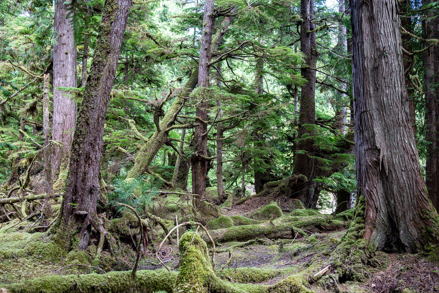 Home - Old Growth Forest Ecology
